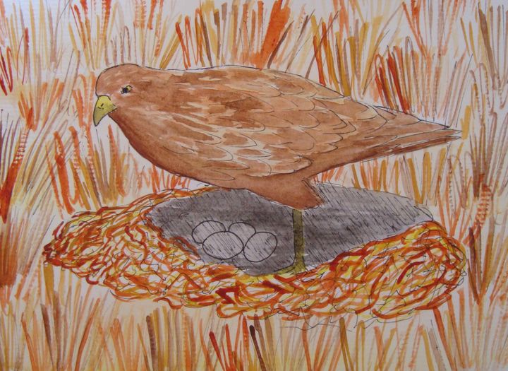 Kahu Nesting - Falcon Peak Gallery - Paintings & Prints, Animals, Birds, & Fish, Birds, Hawks ...