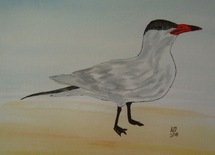 Caspian Tern - Falcon Peak Gallery - Paintings & Prints, Animals, Birds ...