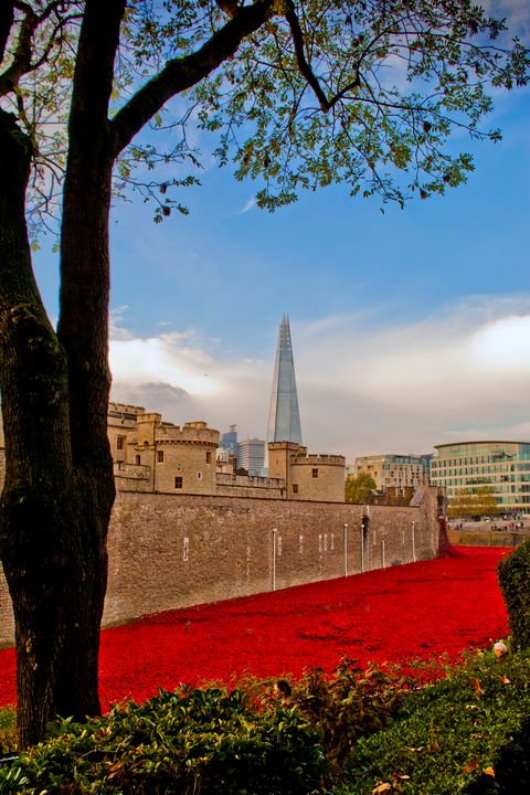 Tower of London poppies poppy - Andy Evans Photos - Photography ...