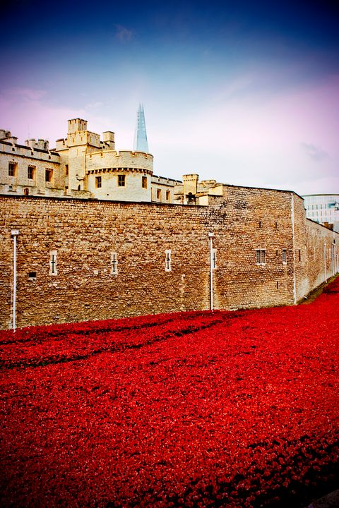 Tower of London Poppy Poppies - Andy Evans Photos - Photography ...