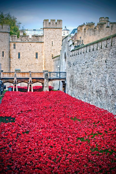 Tower of London Poppy Poppies - Andy Evans Photos - Photography ...