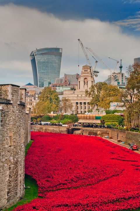 Tower of London poppy poppies - Andy Evans Photos - Photography ...
