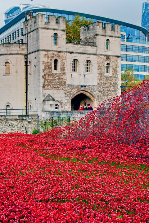 Tower of London poppy poppies - Andy Evans Photos - Photography ...