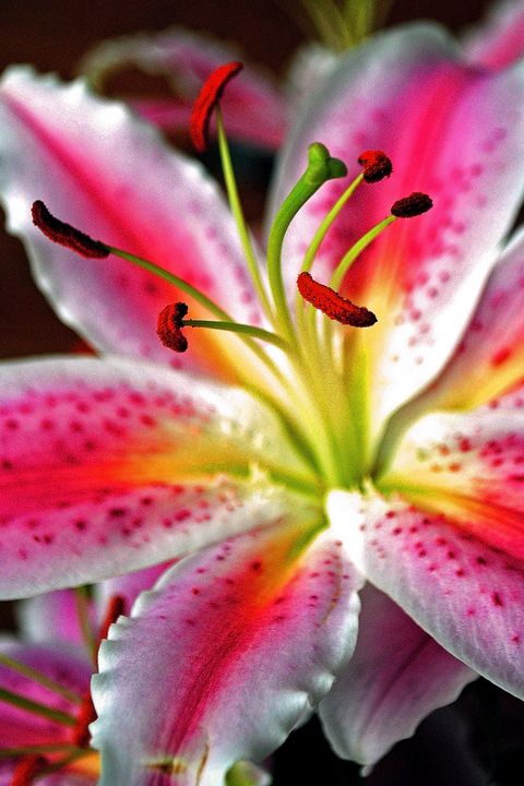 Pink Lily Lilium Herbaceous Flower - Andy Evans Photos - Photography, Flowers, Plants, & Trees ...