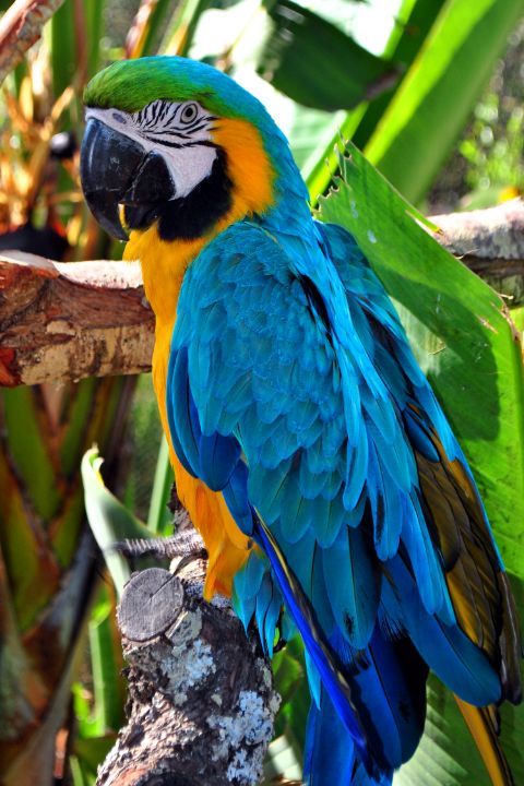 Macaw Parrot Yellow And Blue Bird - Andy Evans Photos - Photography, Animals, Birds, & Fish ...