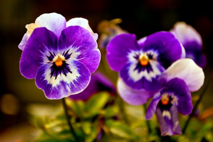 Blue Pansy Pansies Violas Flowers - Andy Evans Photos - Photography, Flowers, Plants, & Trees ...