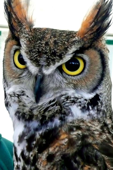 Great Horned Owl Bird Of Prey - Andy Evans Photos - Photography ...