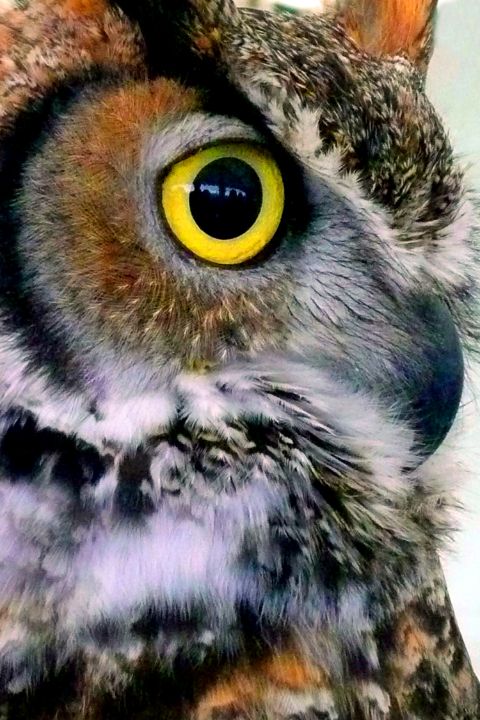 Great Horned Owl Bird Of Prey - Andy Evans Photos - Photography ...