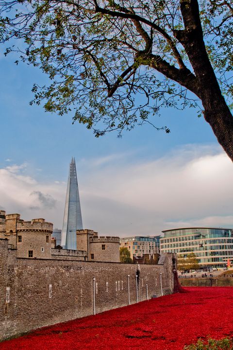 Tower of London Poppy - Andy Evans Photos - Photography, Buildings ...