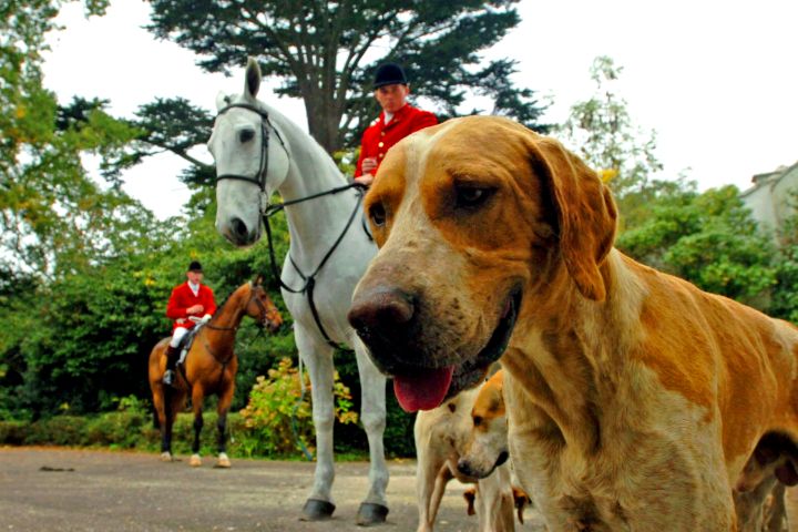 Hound Dogs Horses West Berkshire - Andy Evans Photos - Photography ...