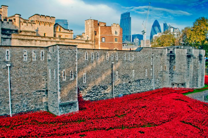 Tower Of London Poppies Red Poppy - Andy Evans Photos - Photography ...