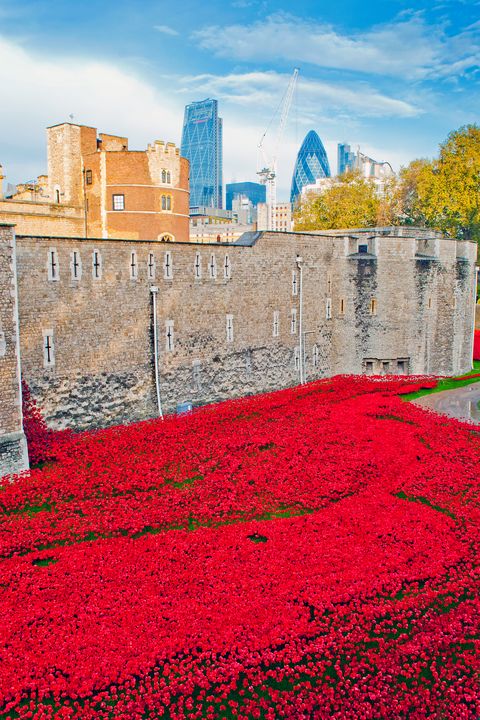 Tower of London Poppy - Andy Evans Photos - Photography, Buildings ...