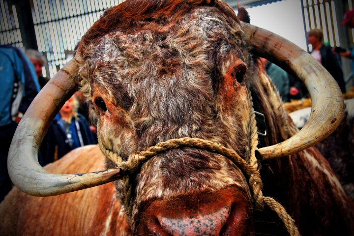 English Long Horn Cow Cattle - Andy Evans Photos - Photography, Animals ...
