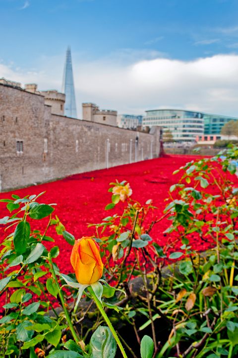 Tower of London Poppy - Andy Evans Photos - Photography, Buildings ...