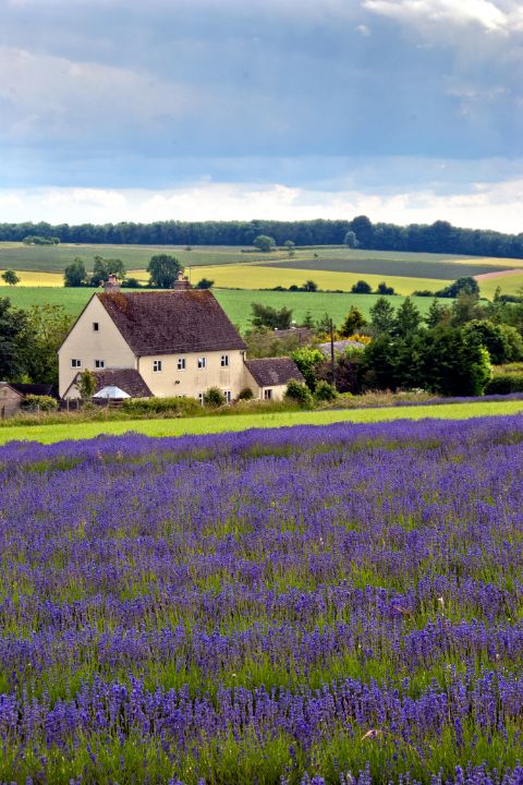 Lavender Field Cotswolds - Andy Evans Photos - Photography, Flowers ...