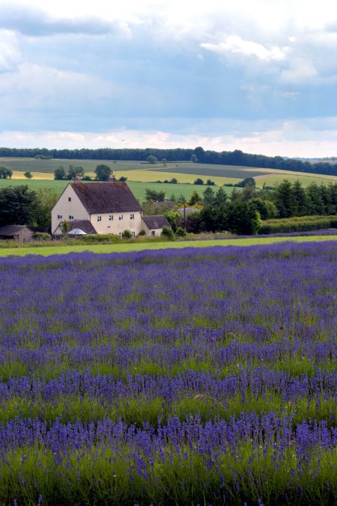 Lavender Field Cotswolds - Andy Evans Photos - Photography, Flowers ...