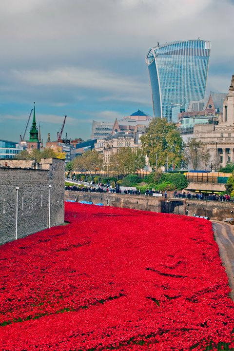 Tower of London Poppy Poppies - Andy Evans Photos - Photography ...