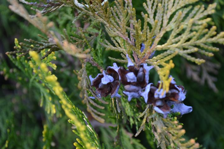 Cedar. - Skye's Drawings - Photography, Flowers, Plants, & Trees, Trees ...