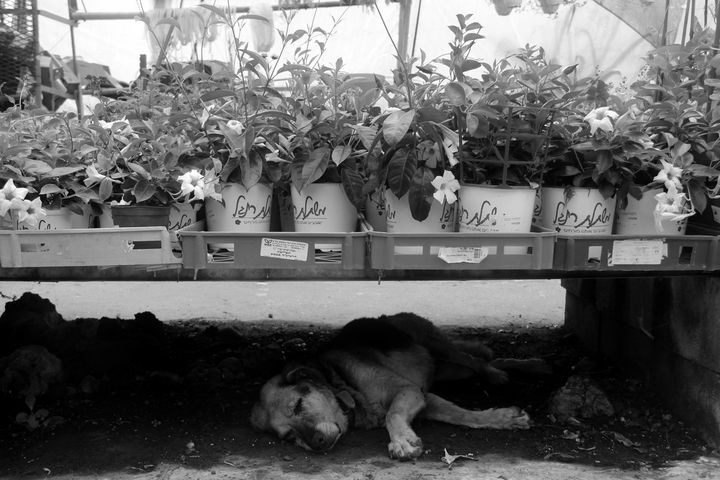 Hot day - Tommer Rissin - Photography, Animals, Birds, & Fish, Dogs ...