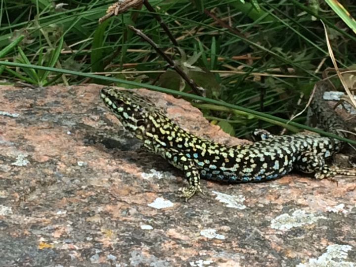 Wall Lizard at elizabeth Castle - Mini Mia Art - Photography, Animals ...