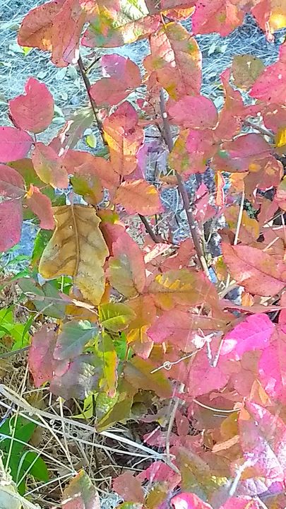 Pretty, Pink & Poisonous - Lisa R. Veneziano / Digital Farmworx ...