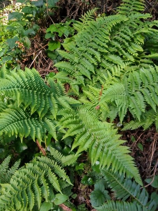 Forest Floor Ferns - Lisa R. Veneziano / Digital Farmworx - Photography ...