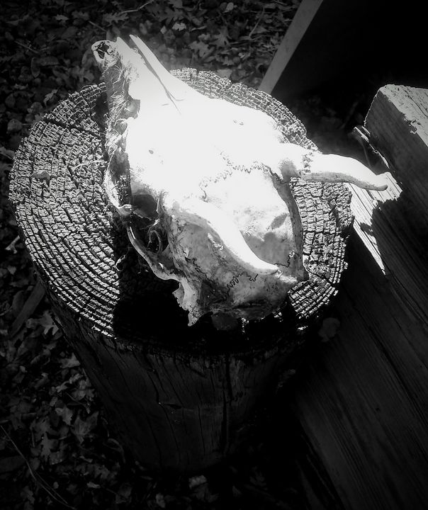 Spike Buck Skull II - Lisa R. Veneziano / Digital Farmworx ...