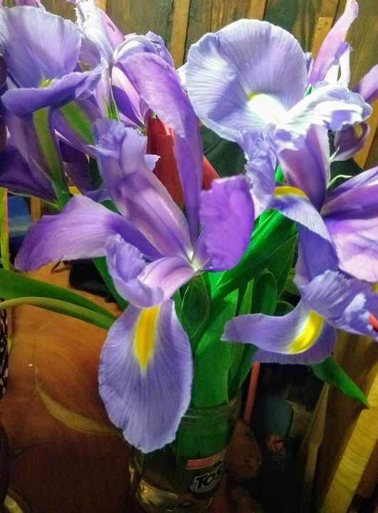 Blue Wood Irises - Lisa R. Veneziano / Digital Farmworx - Photography ...