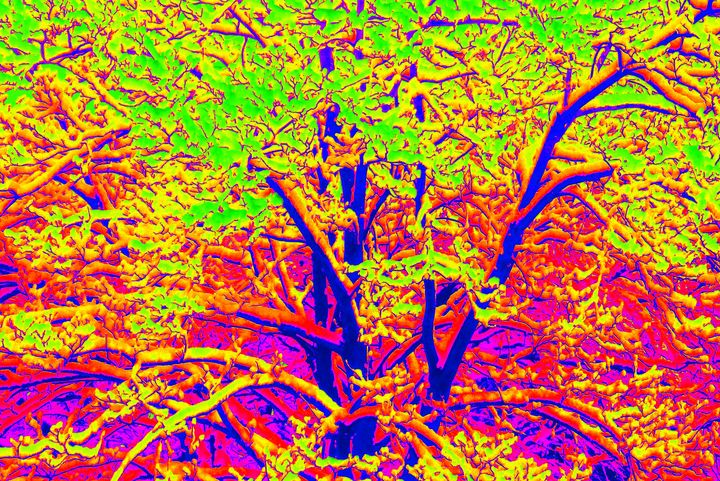 Color Crazy tree - Geoff Ford Photo Art - Digital Art & AI, Flowers ...