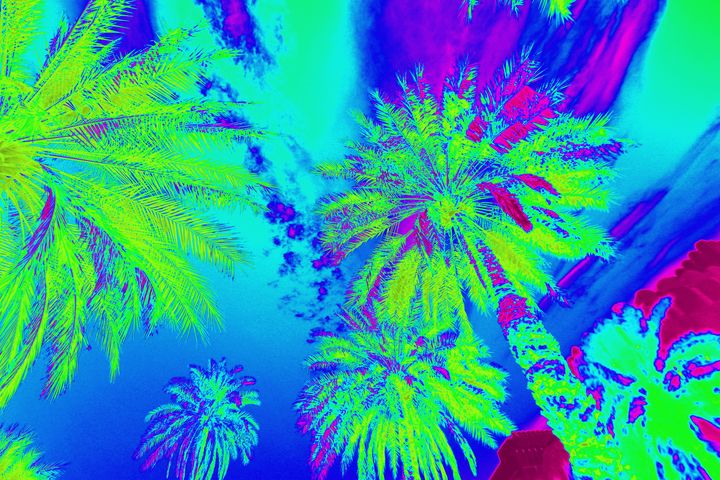 Multicolor palm trees digital photo - Geoff Ford Photo Art ...