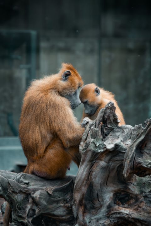 Tender Gaze: A Primate Family Moment - Animal kingdom - Photography ...