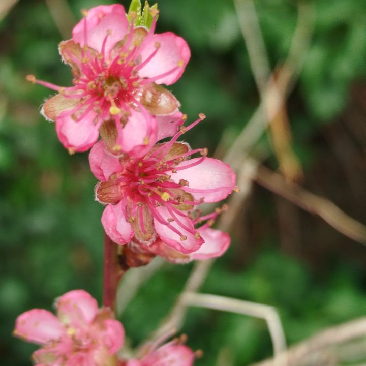 Pêcher fleur de printemps - art-nathacha - Photography, Flowers, Plants ...