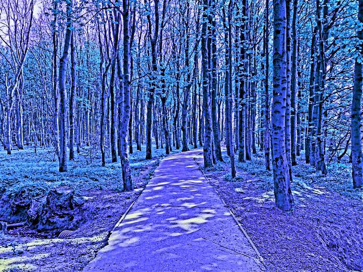 The Holy Forrest - AMUS'S CULTURAL ARTS (ACAS ) GALLERY - Paintings ...