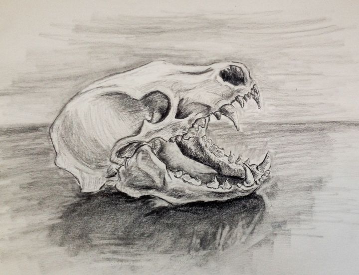 Badger Skull Study - Molly Donnell Art and Photography - Drawings ...
