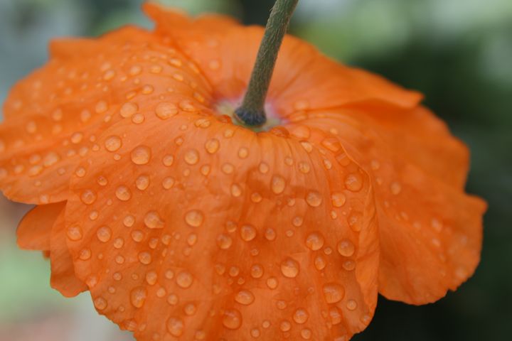 Upside Down - WidowMaker - Photography, Flowers, Plants, & Trees ...