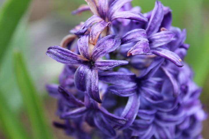 Hyacinth - WidowMaker - Photography, Flowers, Plants, & Trees, Flowers ...
