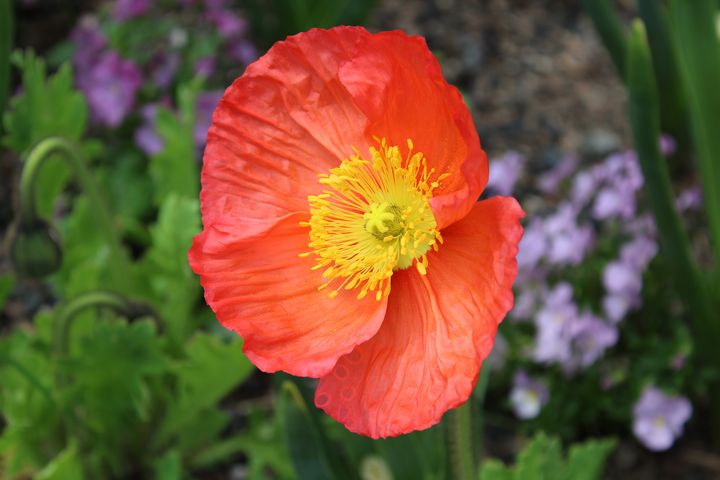 Poppy - WidowMaker - Photography, Flowers, Plants, & Trees, Flowers ...