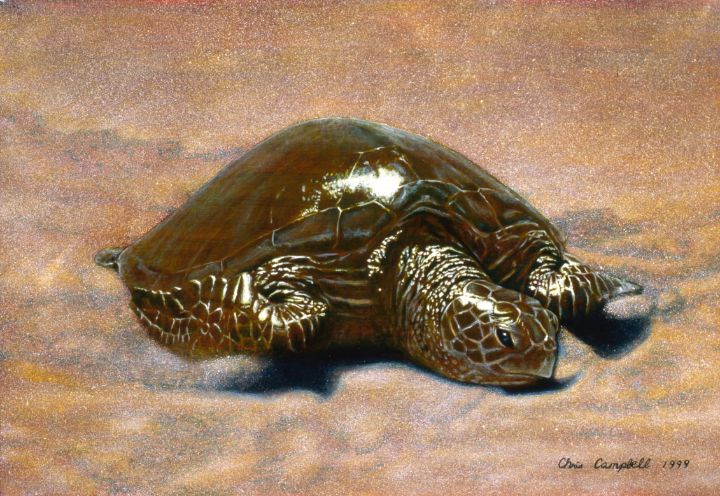 Honu #2 - Chris Campbell - Paintings & Prints, Animals, Birds, & Fish ...