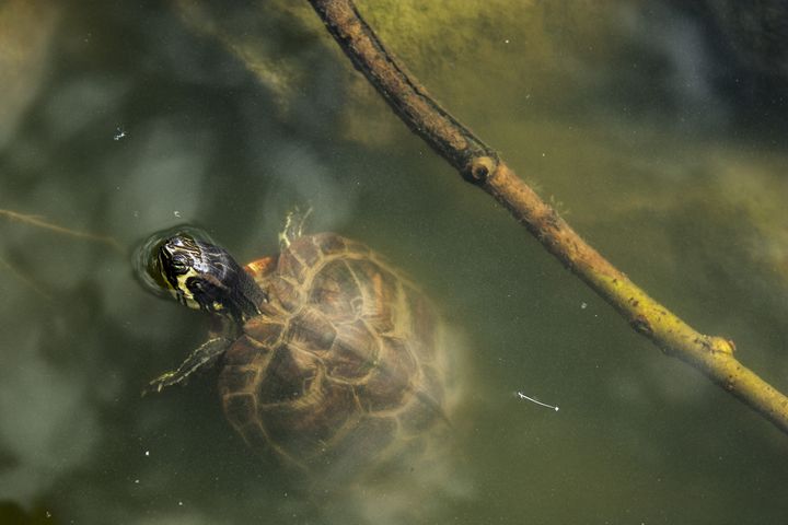 Zen Turtle - Empty Cup Gallery - Photography, Animals, Birds, & Fish ...