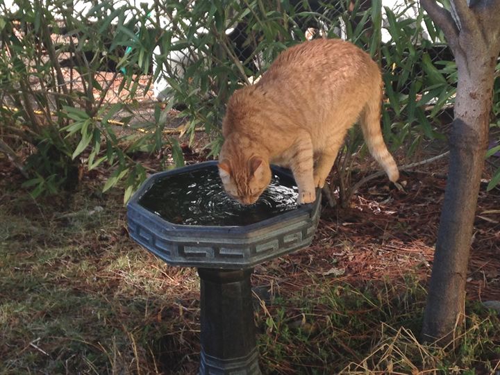 Cat in the Birdbath - Empty Cup Gallery - Photography, Animals, Birds ...