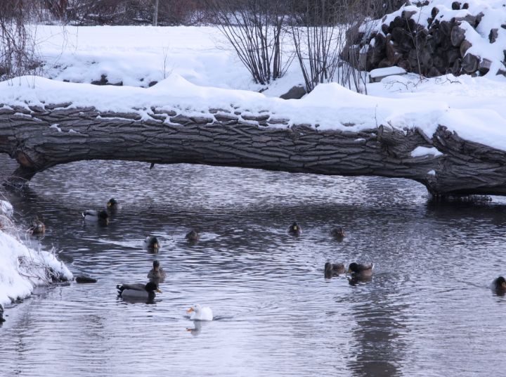 Ducks In Winter - Photography - Photography, Animals, Birds, & Fish ...