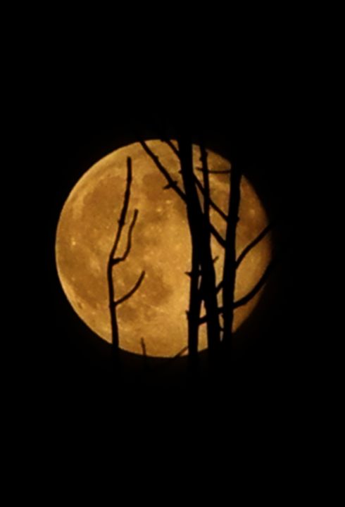 Moon Behind Trees - Photography - Photography, Astronomy & Space, Moon ...