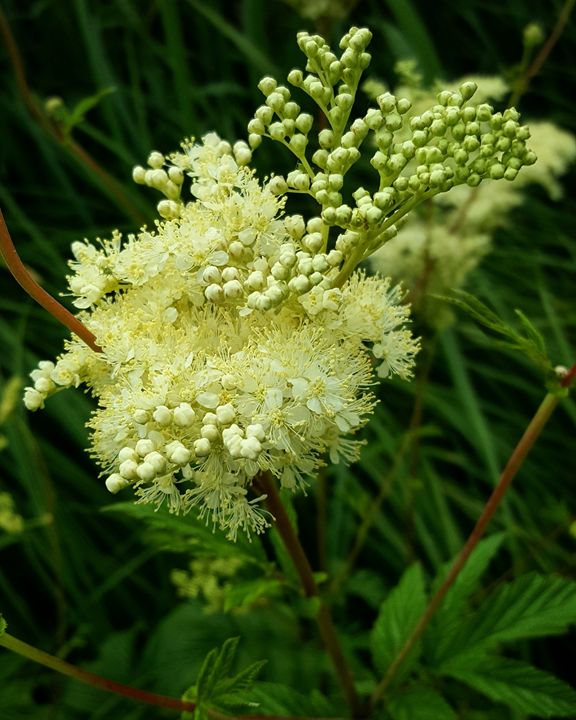 Ellu-shon - Donovan Morgan - Photography, Flowers, Plants, & Trees ...