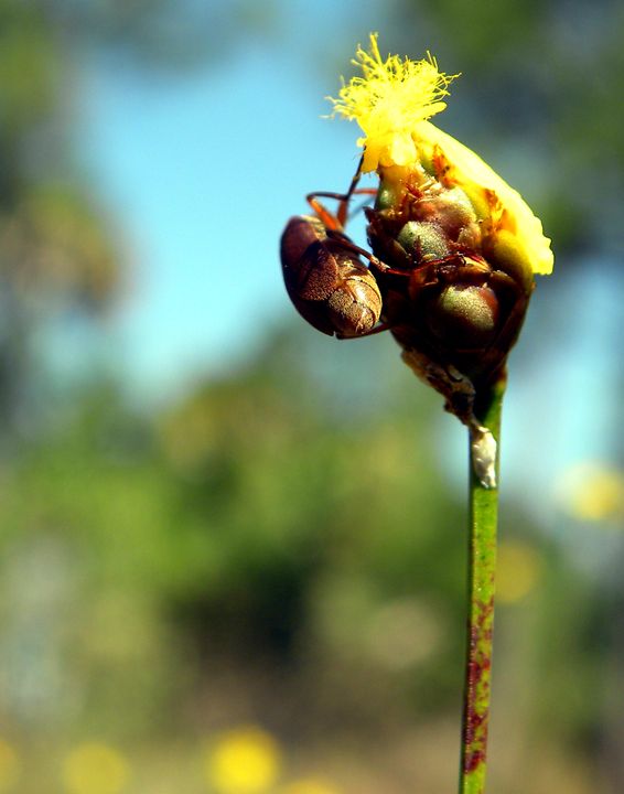 A Bugs Day - Scoops - Photography, Animals, Birds, & Fish, Bugs ...