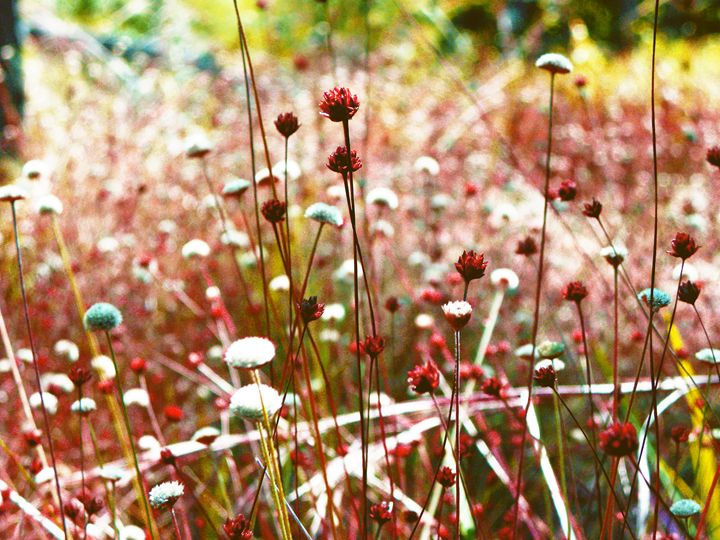 Spring Time Trails - Scoops - Photography, Flowers, Plants, & Trees ...