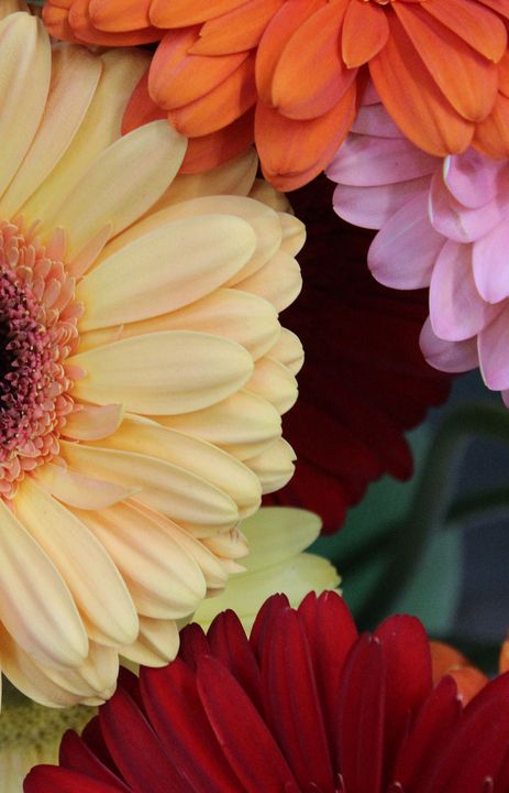 colorful gerberas - abstract world - Photography, Flowers, Plants ...
