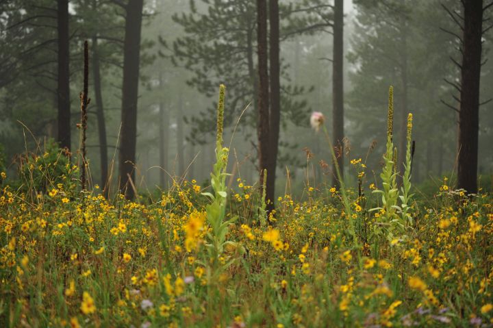 John Statz - Paintings & Prints, Photography