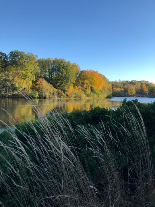 Pond Grass - Tiffany Renee Harmon - Photography, Landscapes & Nature ...