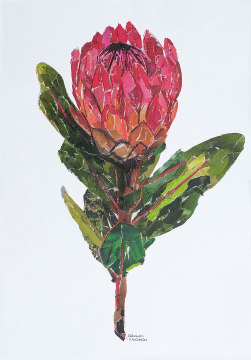 Protea Pink - Sharon Welman - Paintings & Prints, Flowers, Plants ...