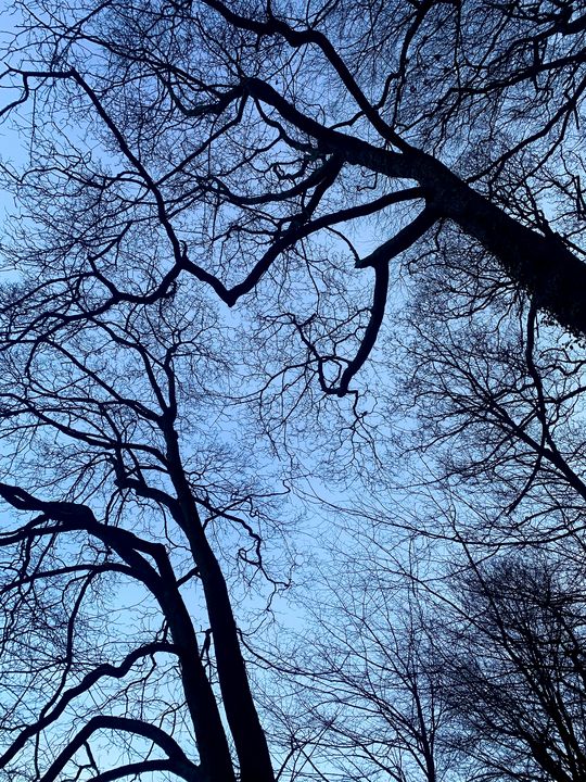 Veins of nature - Heidi thomason - Photography, Landscapes & Nature ...